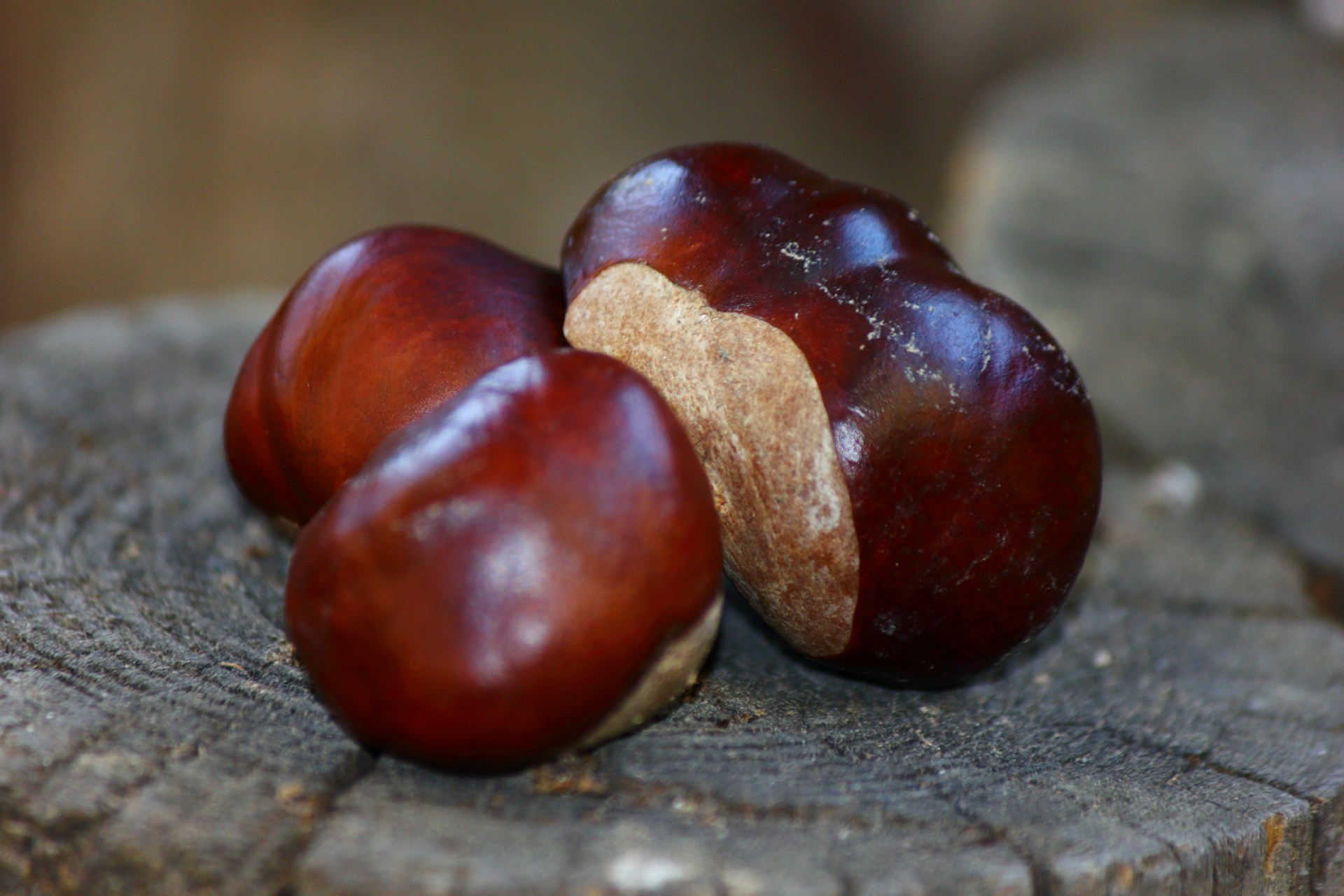Pequena no tamanho, gigante nos benefícios: por que a castanha de caju ...